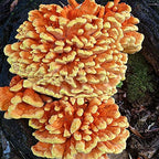 cultivate gourmet mushrooms at home