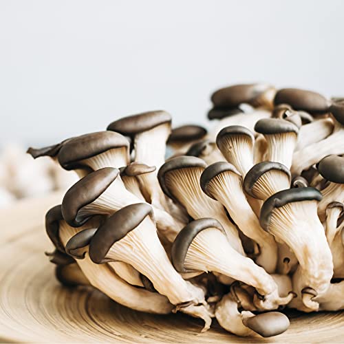 Cultivate gourmet mushrooms at home