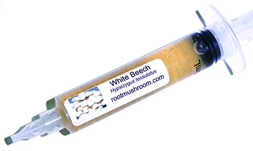 cultivate white beech mushrooms