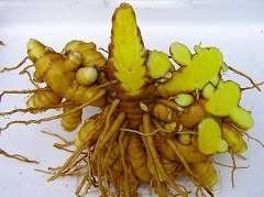 Curcuma aromatica herbal supplement