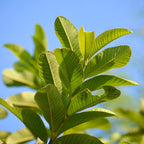 CurryForest guava leaves herbal tea