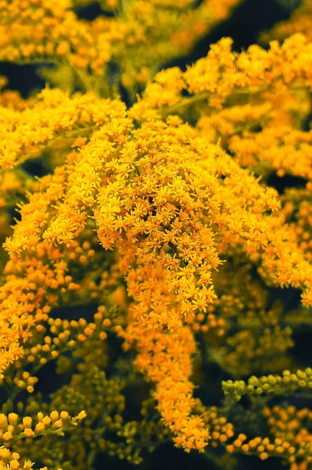 Cut and dried goldenrod herbal infusion