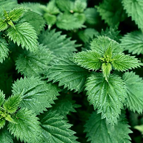 cut and sifted nettle tea