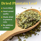 cut and sifted plantago major tea