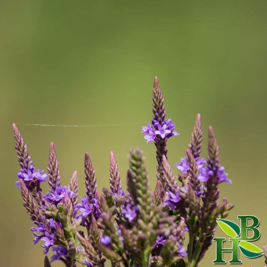 cut and sifted vervain herb