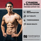 Cyanidin 3-Glucoside for cognitive support