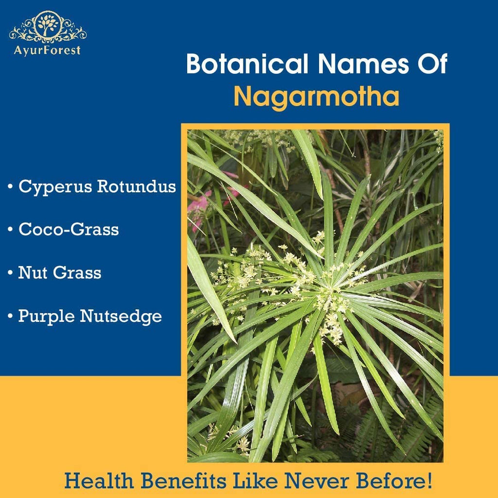 cyperus rotundus for holistic healing