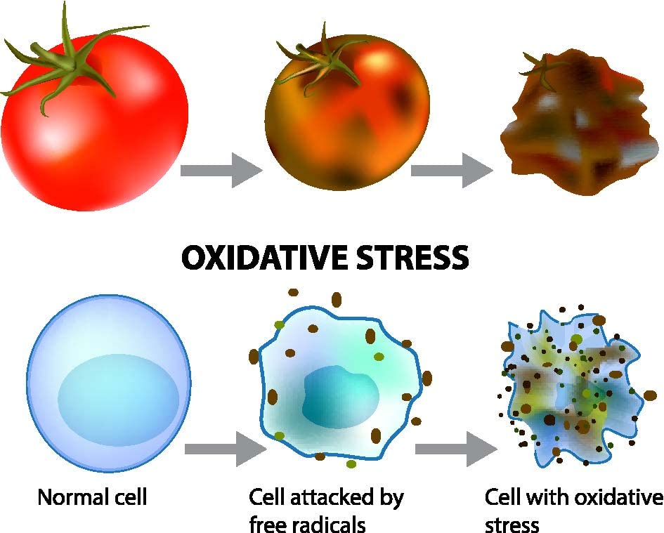 daily antioxidant protection capsules