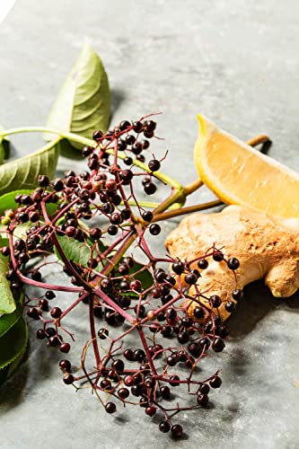 daily elderberry ginger wellness support