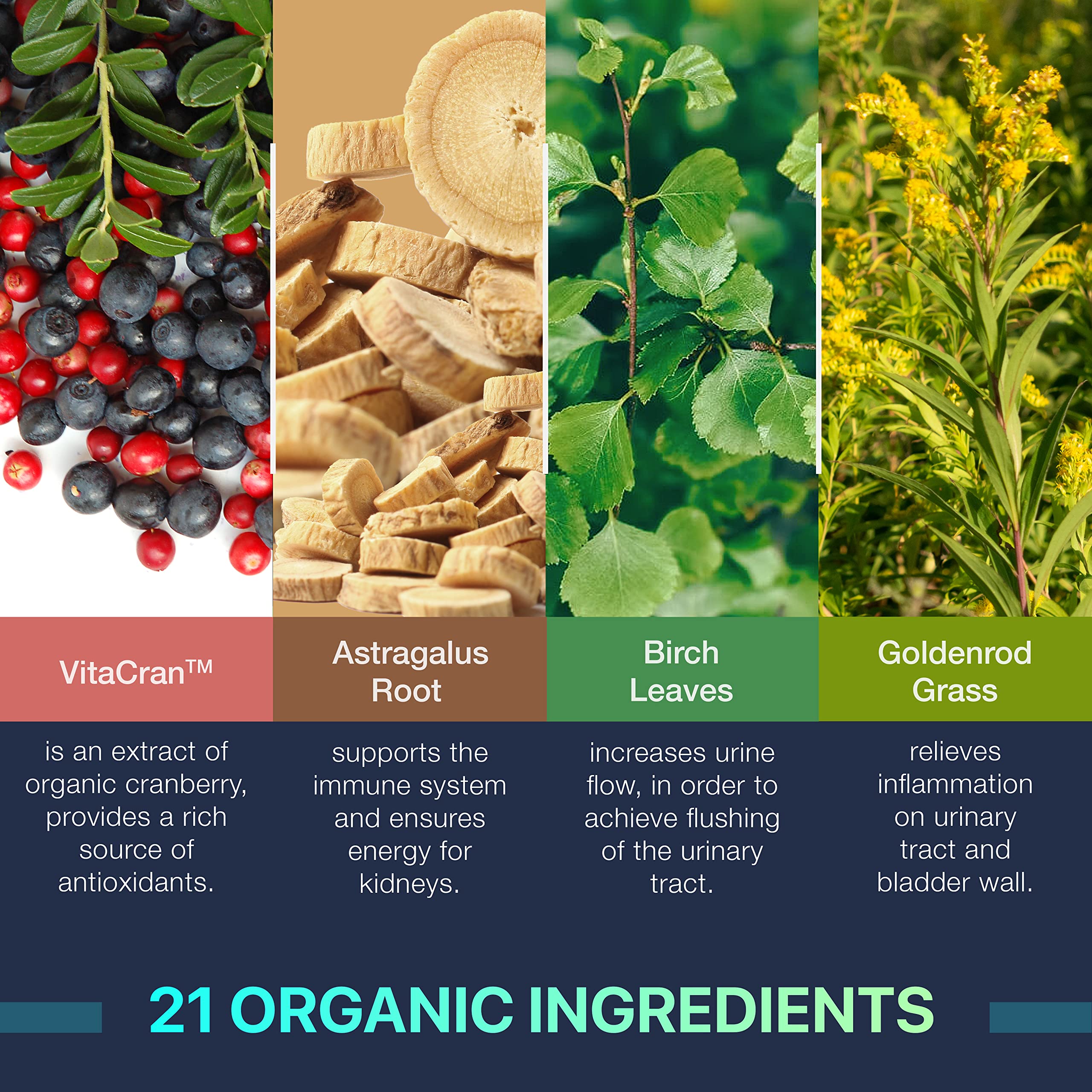 daily kidney support supplement
