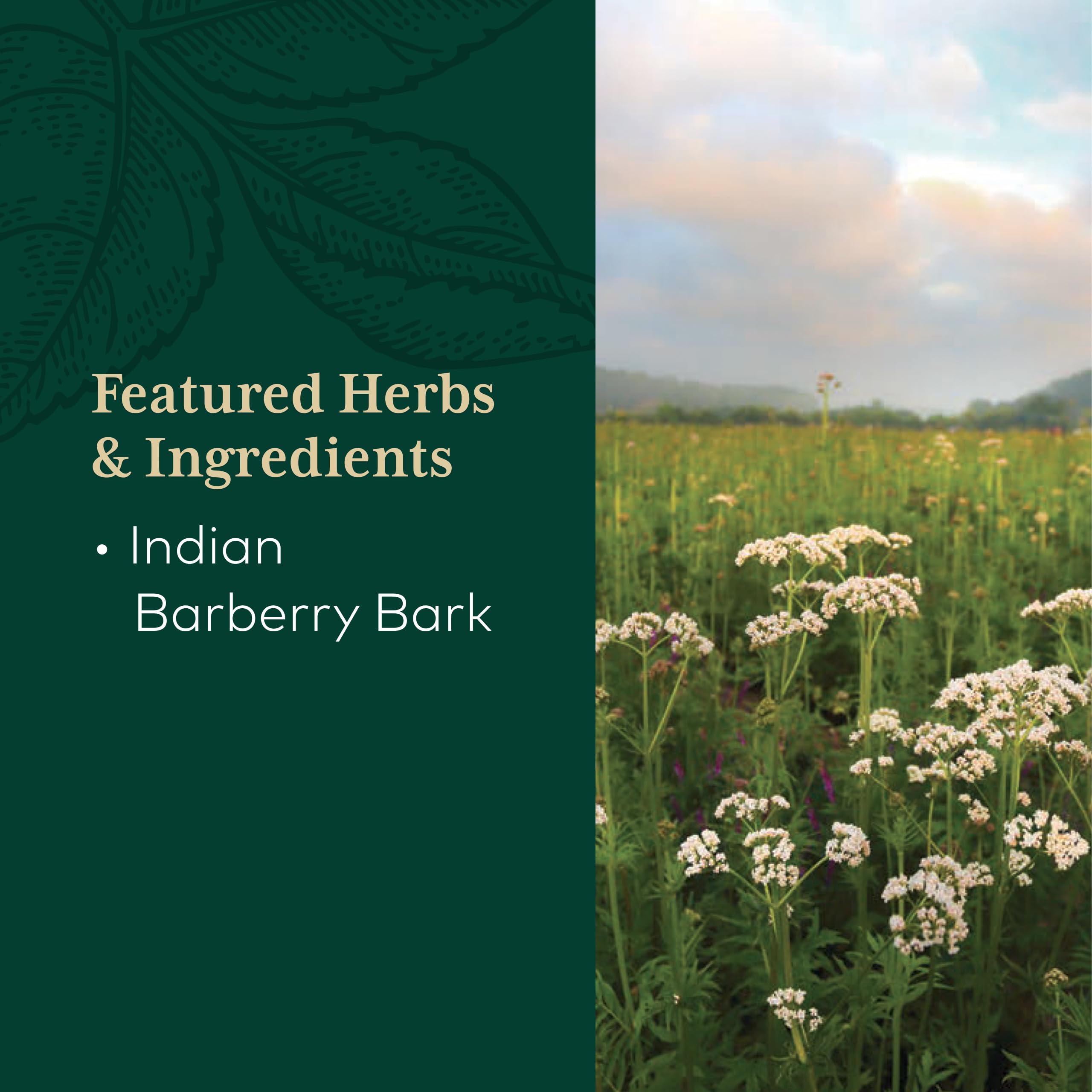Daily nutritional support with Berberine