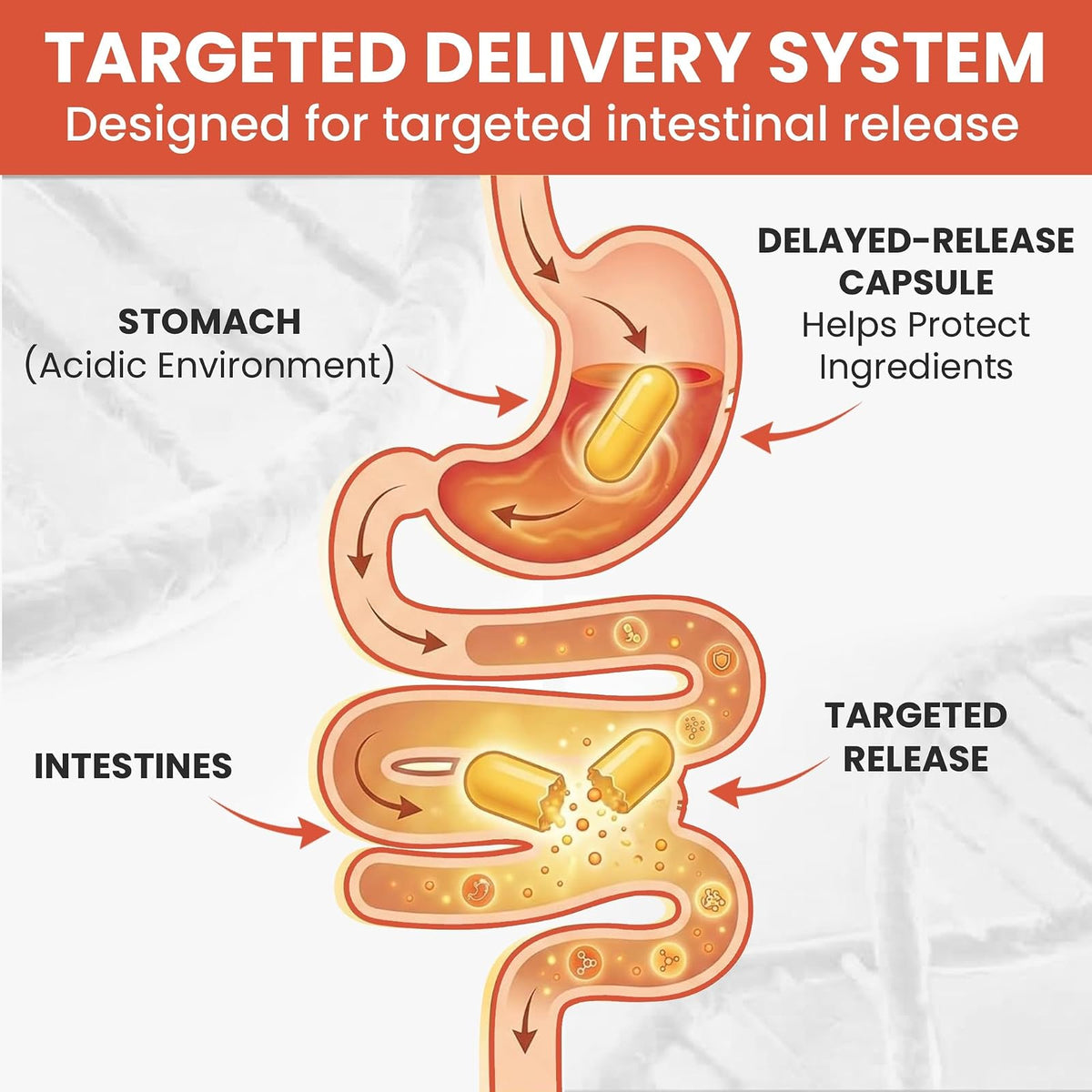 Daily probiotic supplement for wellness