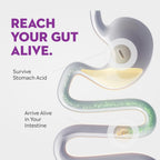daily probiotic supplement for women