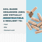 daily probiotics for mental wellness