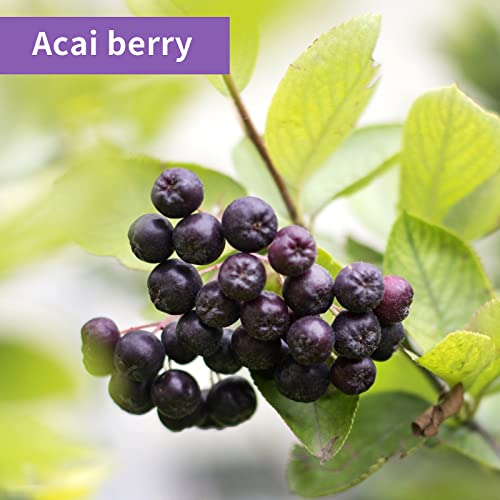 Daily wellness with acai capsules