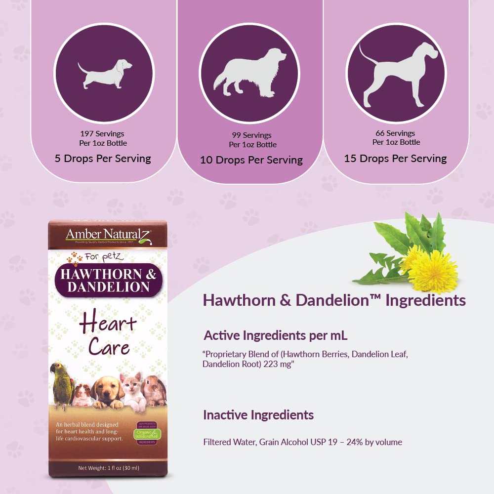 Dandelion benefits for heart wellness