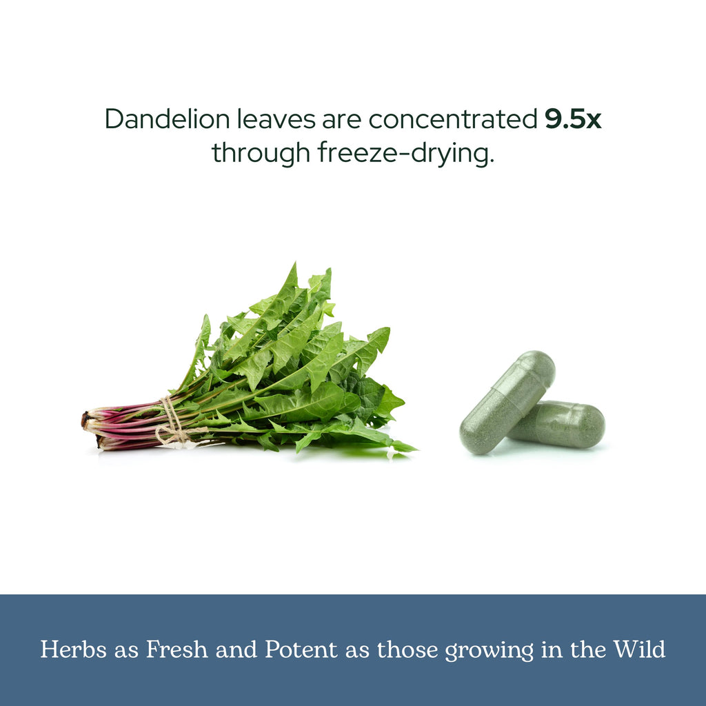 dandelion leaf capsules for detox