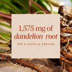 dandelion root for liver health