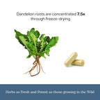 Dandelion Root for liver support