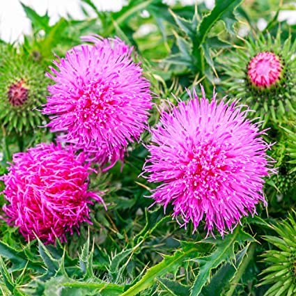 Dandelion root milk thistle blend