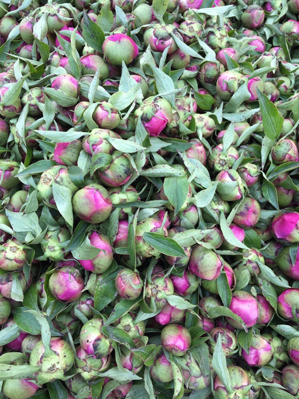 dandelion tea enhancement using peony