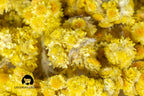 dandelion tea for digestive health