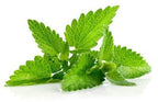 dandelion tea for liver health