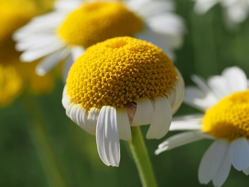 decorative chamomile art for home