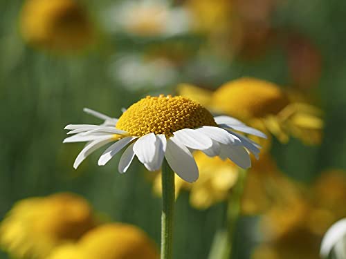 Decorative chamomile art print for home