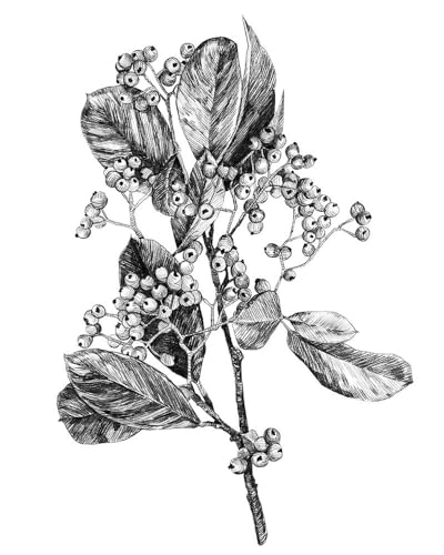 Decorative hawthorn poster print