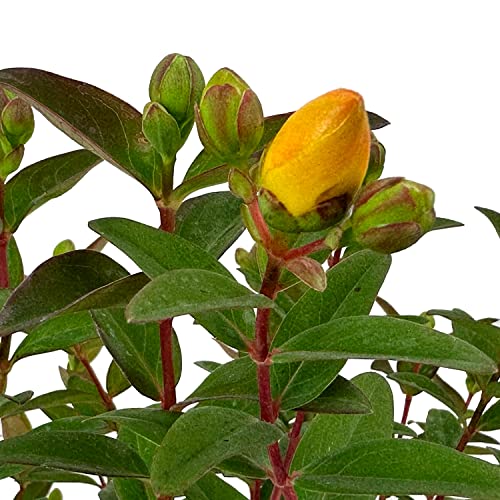 decorative st. john's wort shrub
