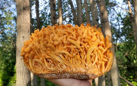 dehydrated mushrooms for cooking