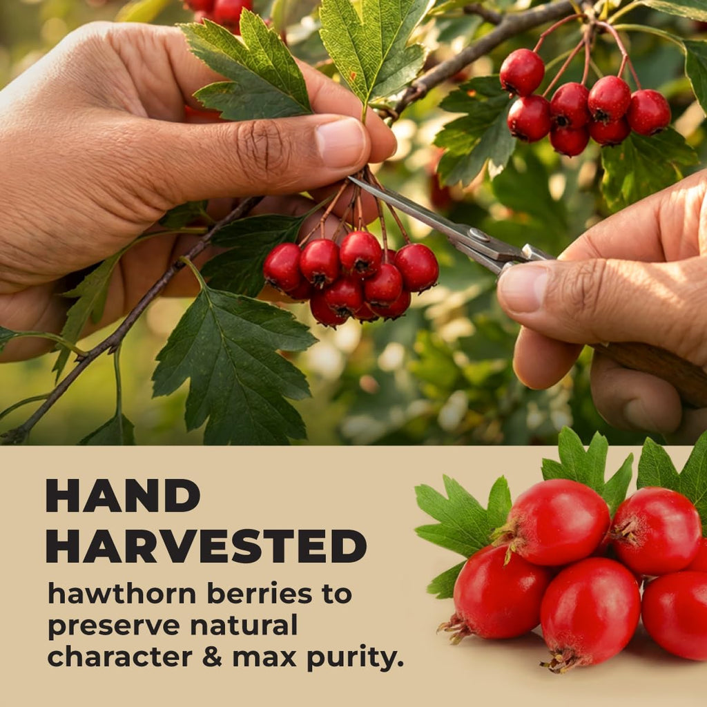 Delicious hawthorn berry tea flavour