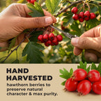 Delicious hawthorn berry tea flavour