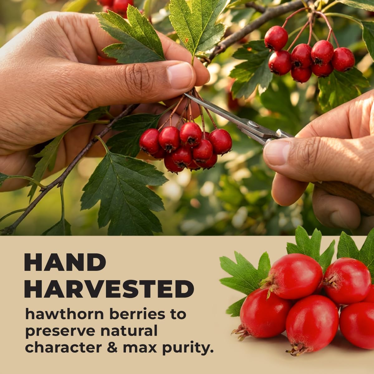 Delicious hawthorn berry tea flavour