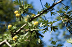 delicious herbal hawthorn marmalade