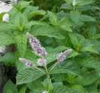 delicious mint tea for everyday enjoyment