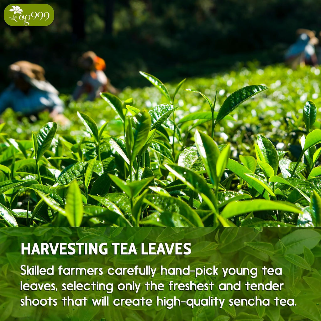 delicious sencha green tea flavour