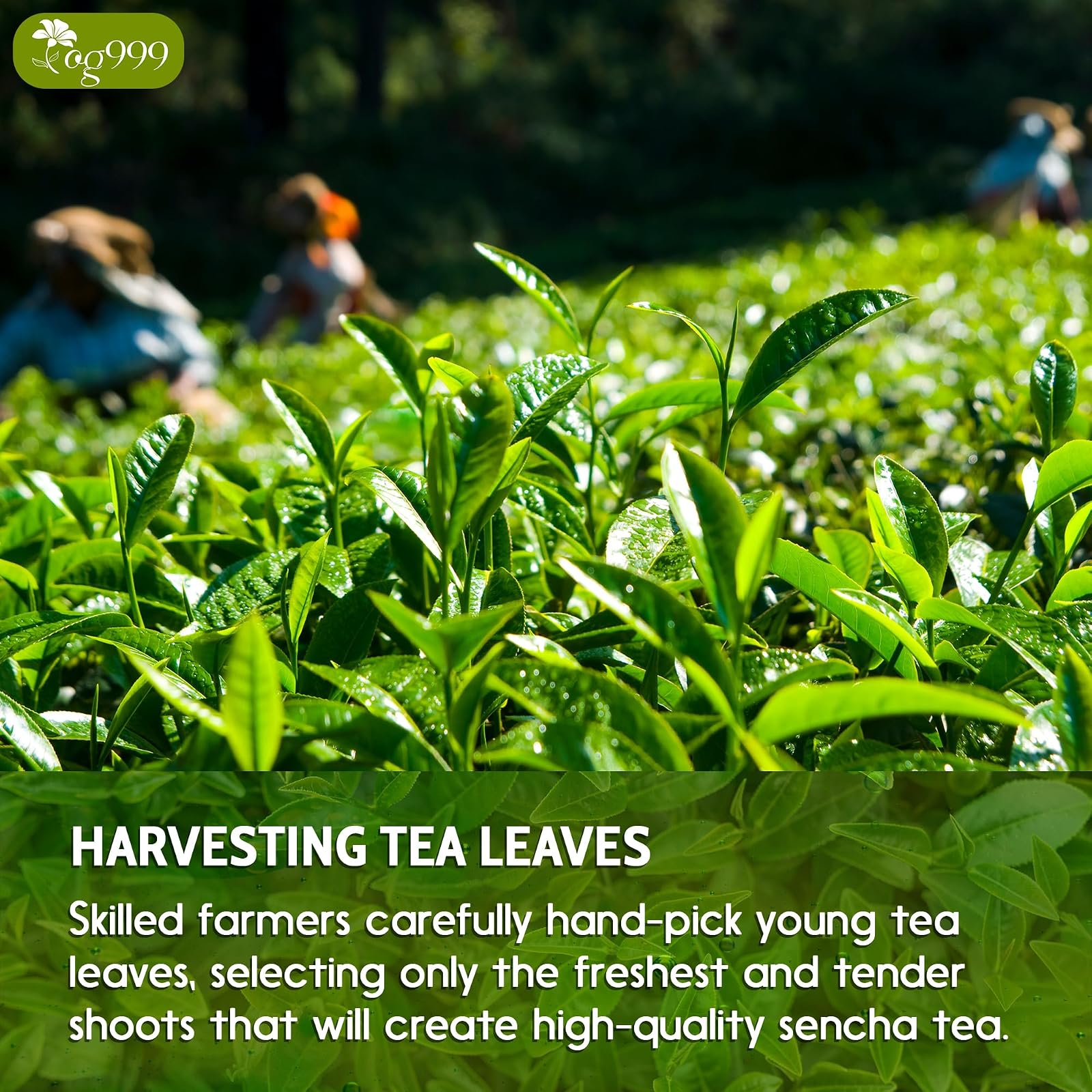 delicious sencha green tea flavour