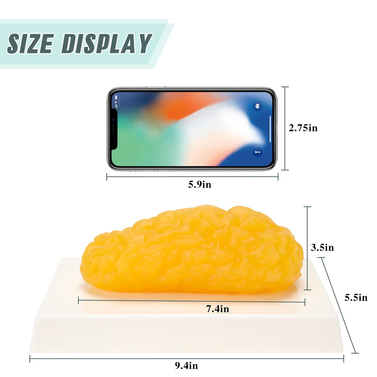 detailed human fat anatomy display