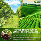 detox benefits of herbal tea