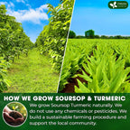 detox benefits of soursop tea