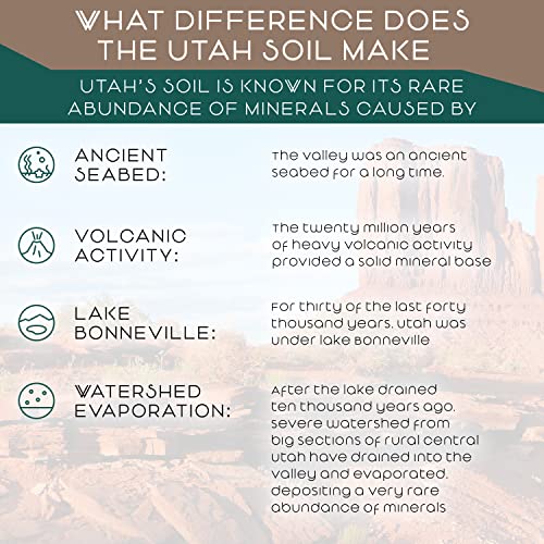 detoxify with organic greens powders
