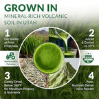 detoxifying barley grass powder