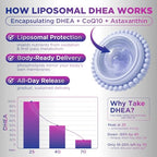 DHEA liquid for healthy aging