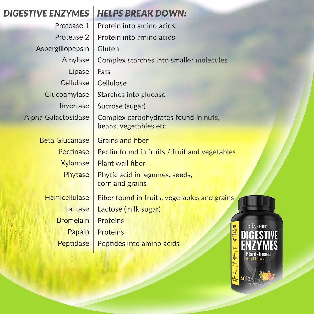 Digestive enzymes support nutrient absorption
