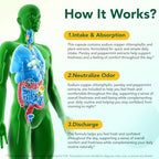 Digestive health support with chlorophyll