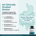 digestive support probiotic supplement