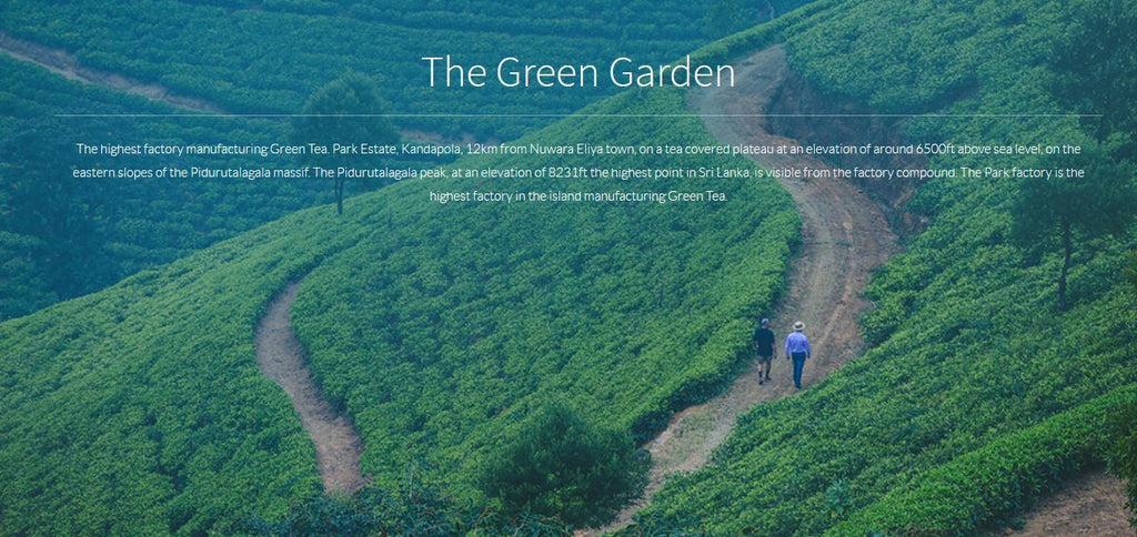 Dilmah green tea antioxidant benefits