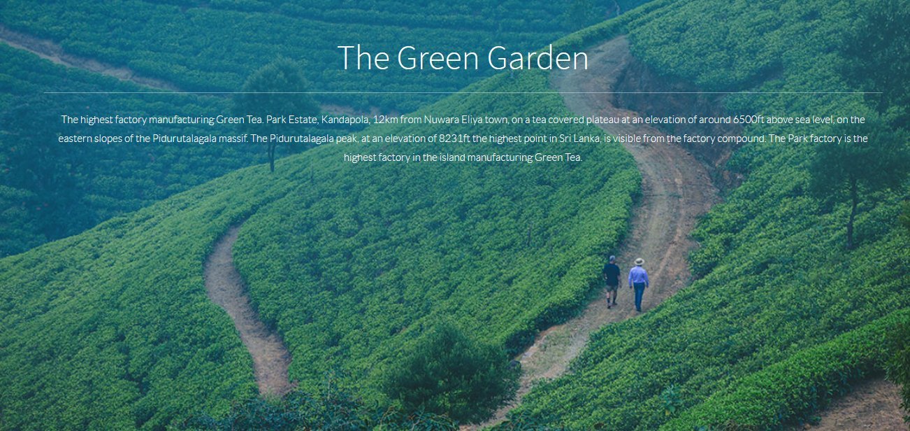 Dilmah green tea antioxidant benefits